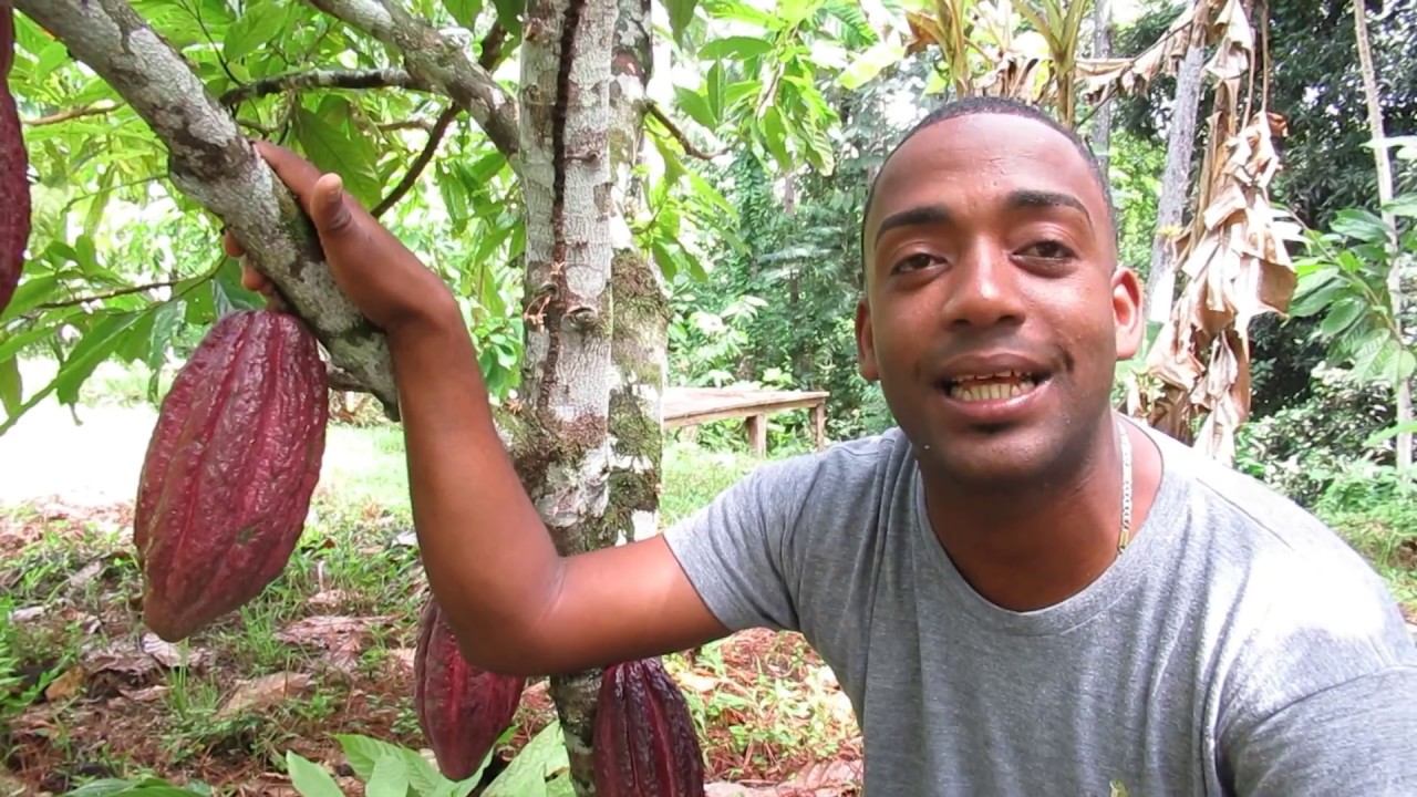 Mazorca negra del cacao - YouTube