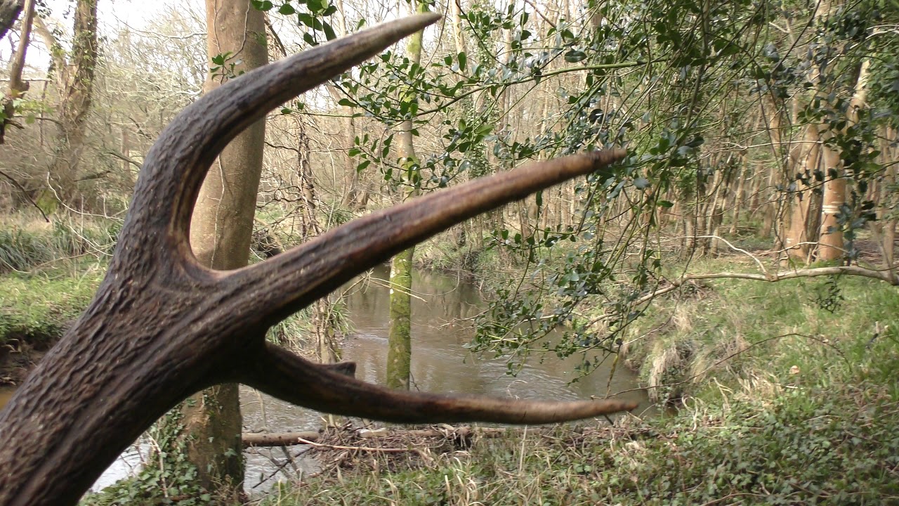 RED STAG Cast Antler 3.26KG 2018 - YouTube