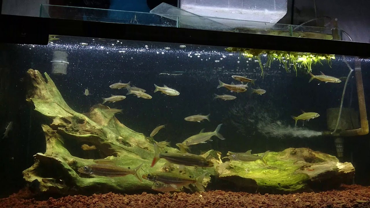 Tigerfish tank.. Size 16" - YouTube