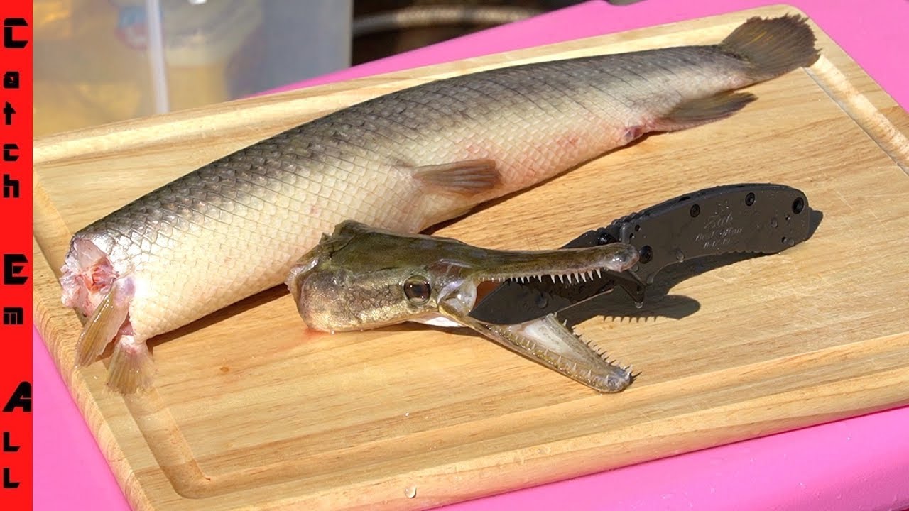 FISH TOOTH Swamp CATCH N COOK! - YouTube