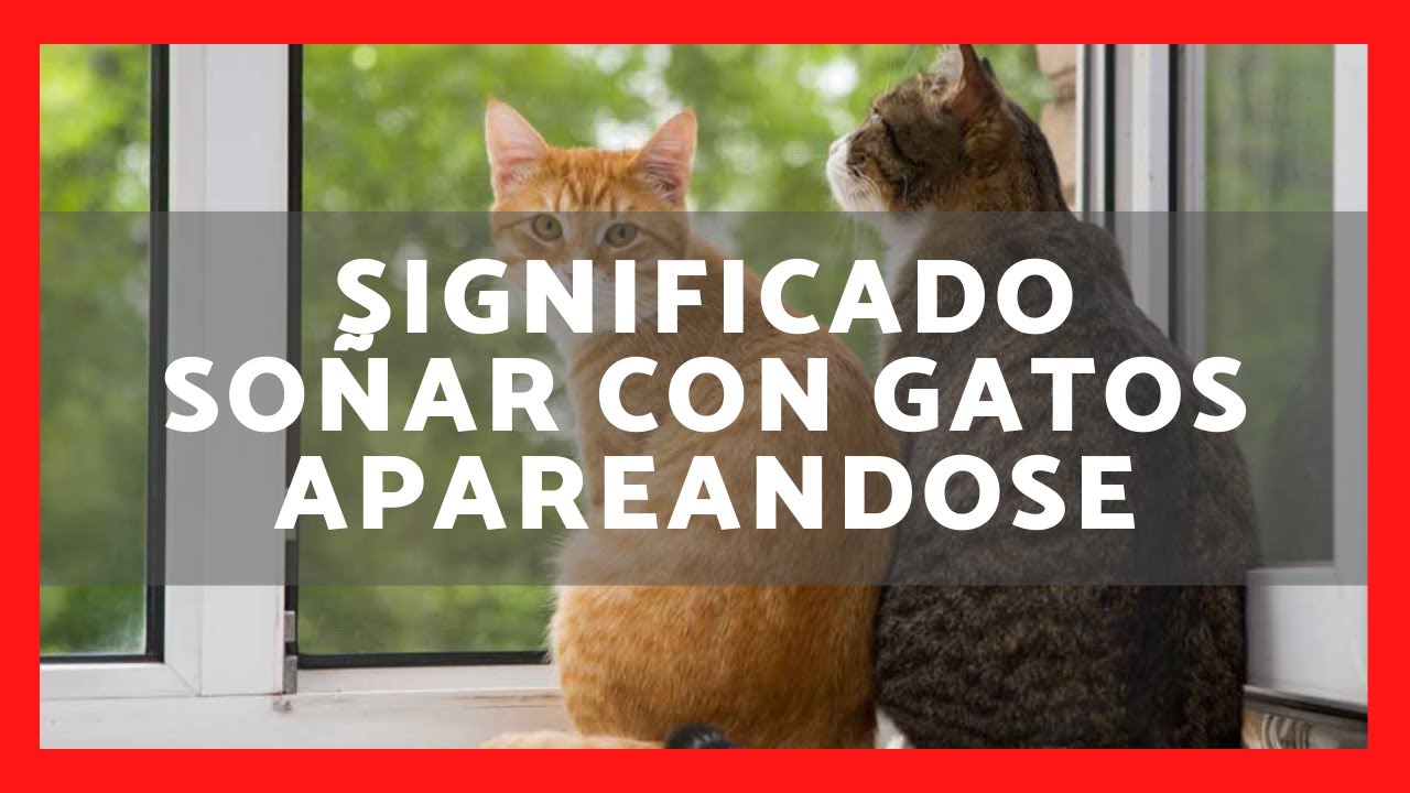 ️ QUÉ SIGNIFICA SOÑAR CON GATOS APAREANDOSE 2023 SIGNIFICADO SOÑAR CON ...