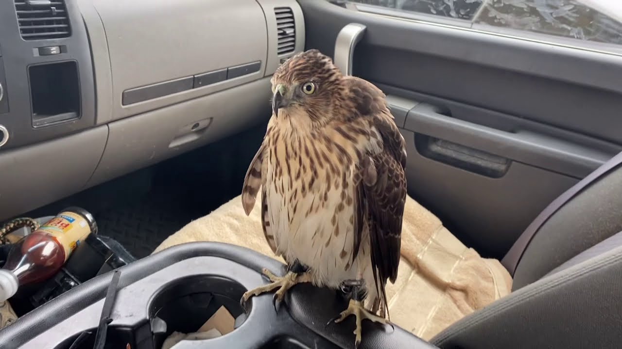 Cooper’s hawk hunting starlings - YouTube