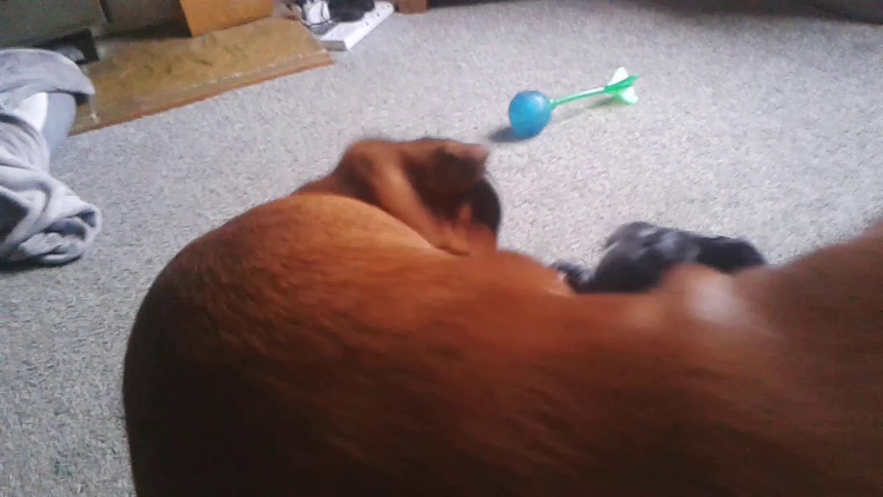 Winnie pooh boxer dog - YouTube