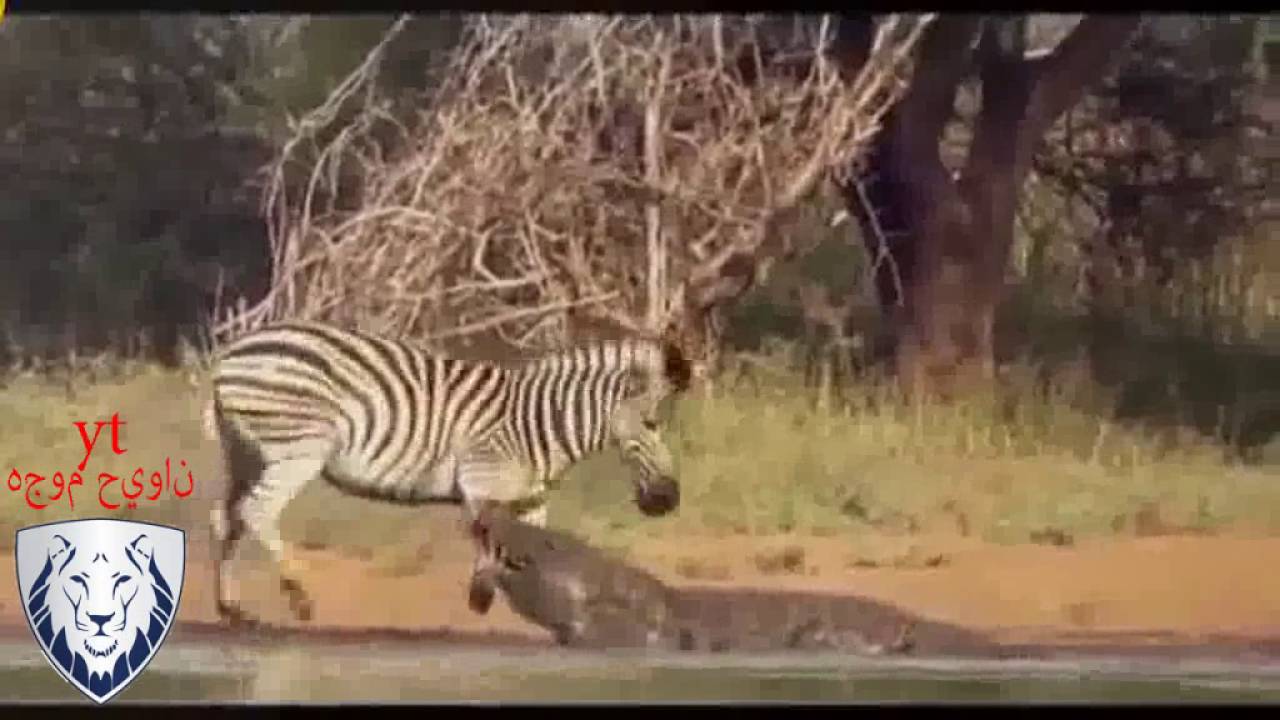 Most Amazing Wild Animal Attacks - YouTube