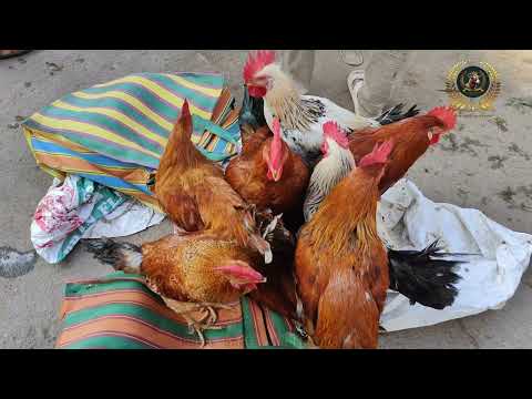tukuguda Monday market | All types of hen s' sonali , silky hens , farm ...