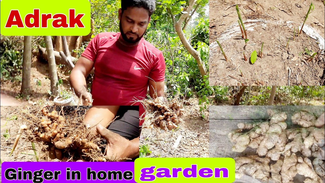 ginger farming | adrak ki kheti | ginger cultivation - YouTube