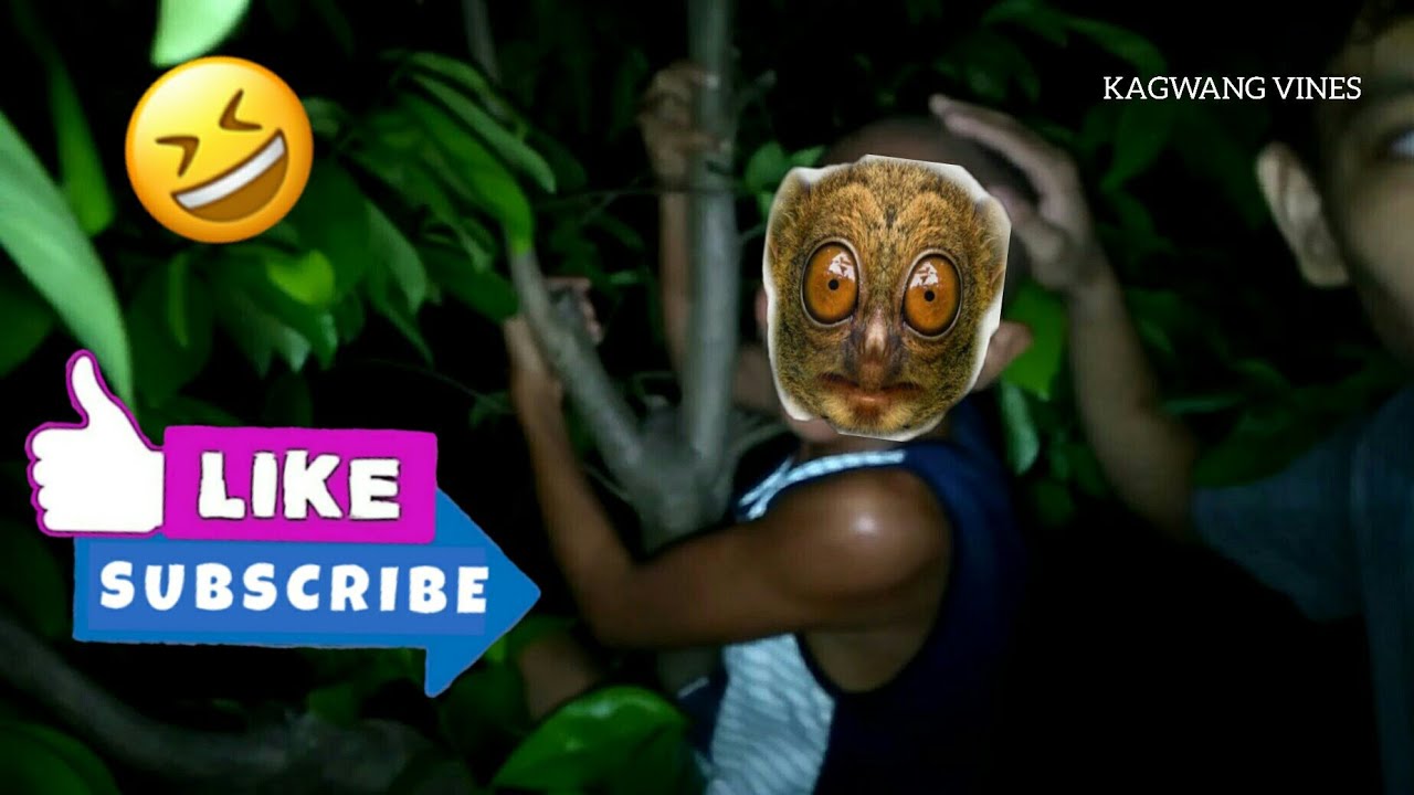 The Most Harmful Animals In The World Laughtrip YouTube the-most-harmful-animals-in-the-world-laughtrip-youtube