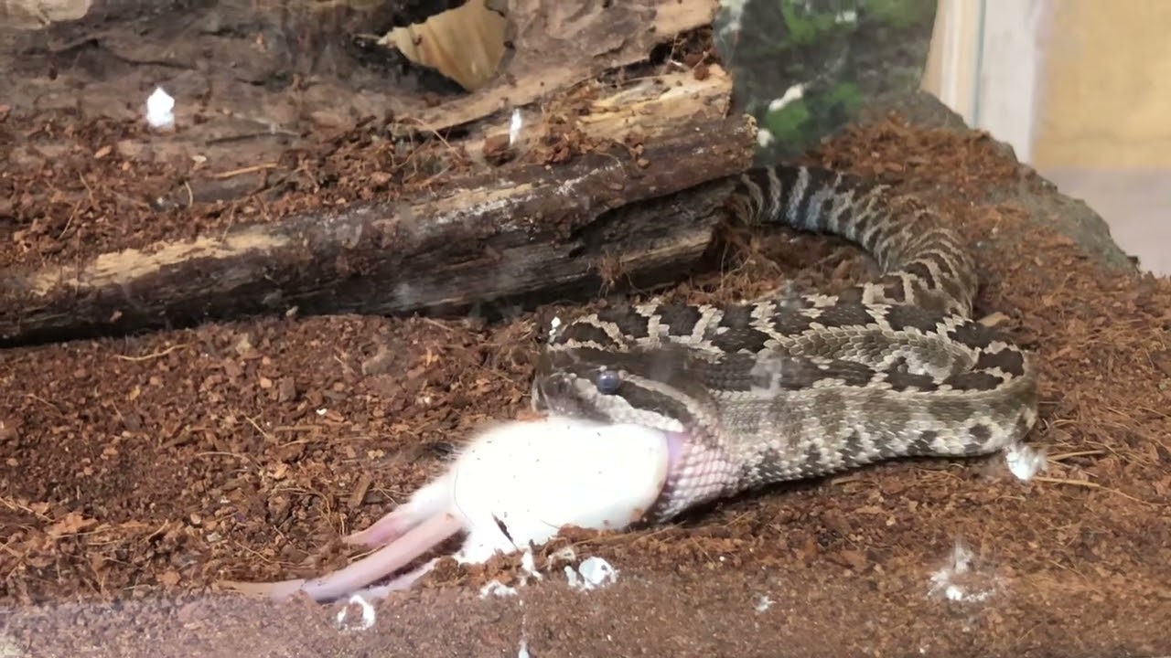 Increíble veneno de serpiente de cascabel - YouTube