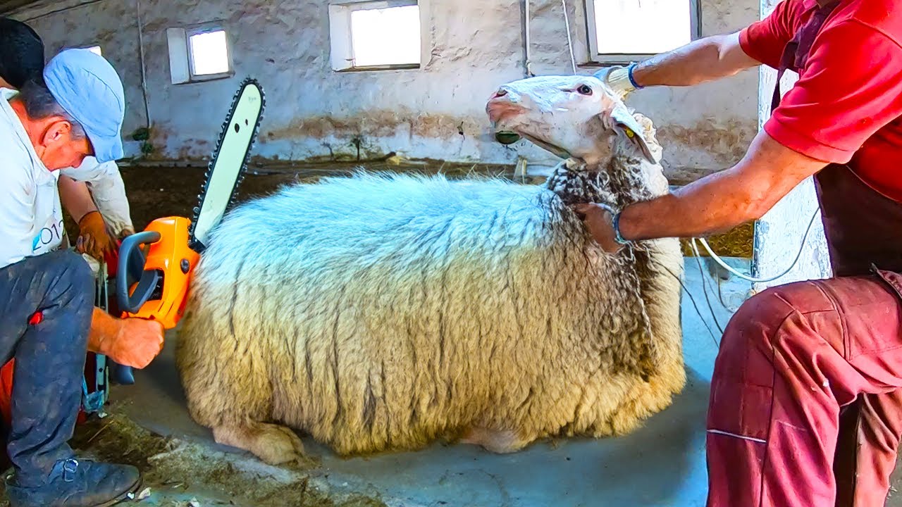 OVERGROWN, Matted SHEEP SHORN - Satisfying - YouTube