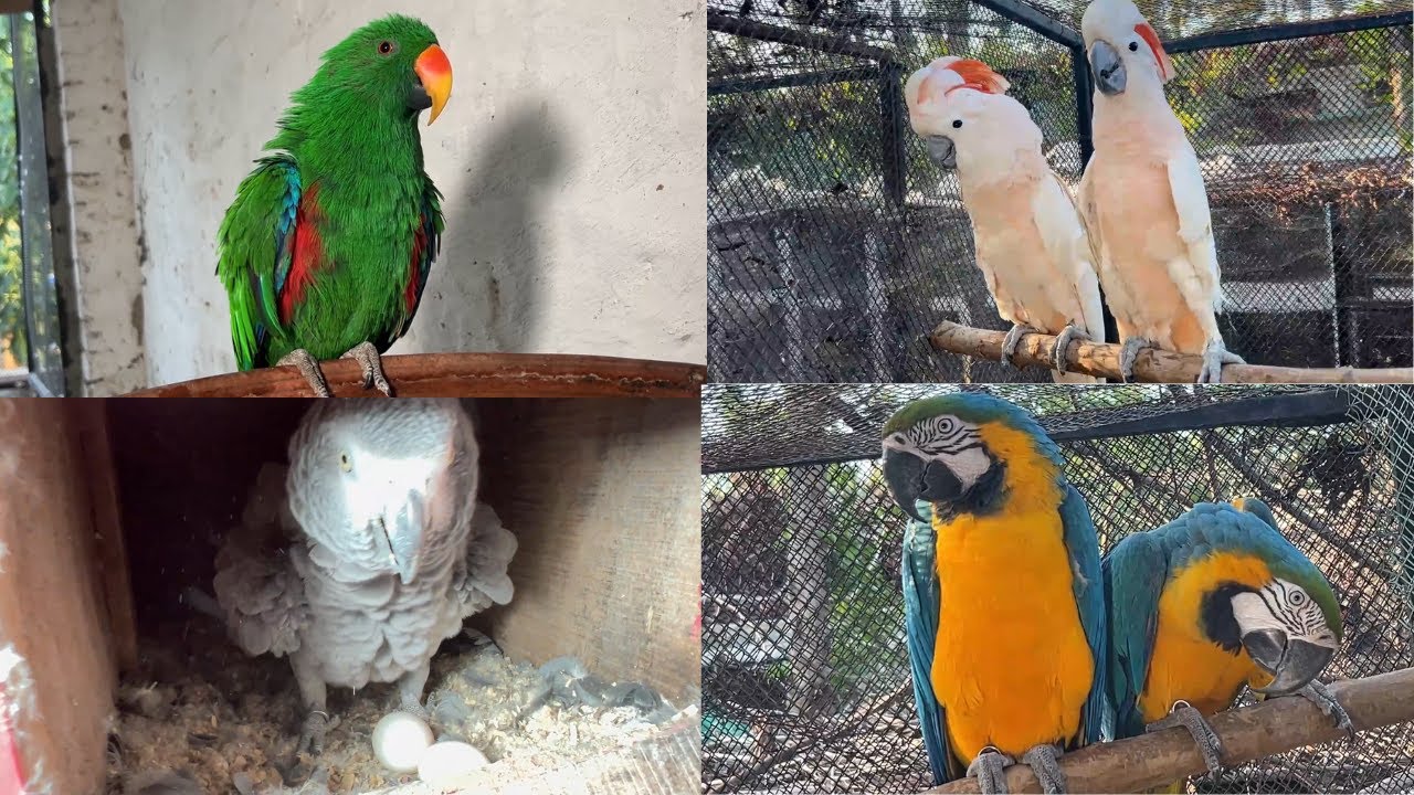 Macaw Parrot Breeding Season | Macaw Parrots All Breeds | Gala Cockatoo ...