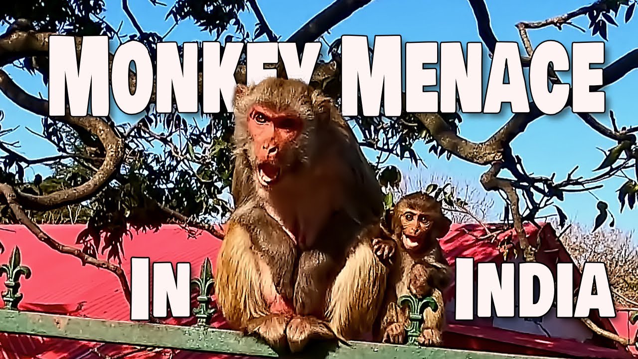 Monkey Menace in India - YouTube