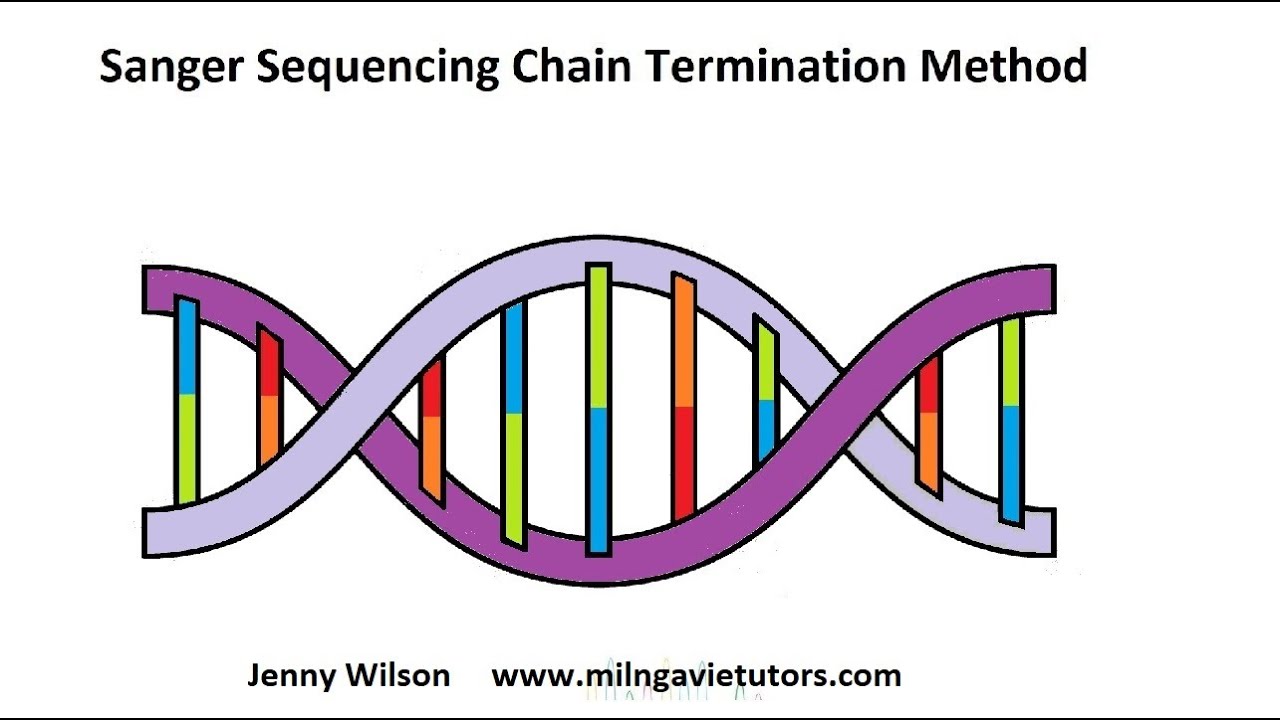 Sanger Sequencing Method for DNA Sequencing - SQA Higher Biology and ...