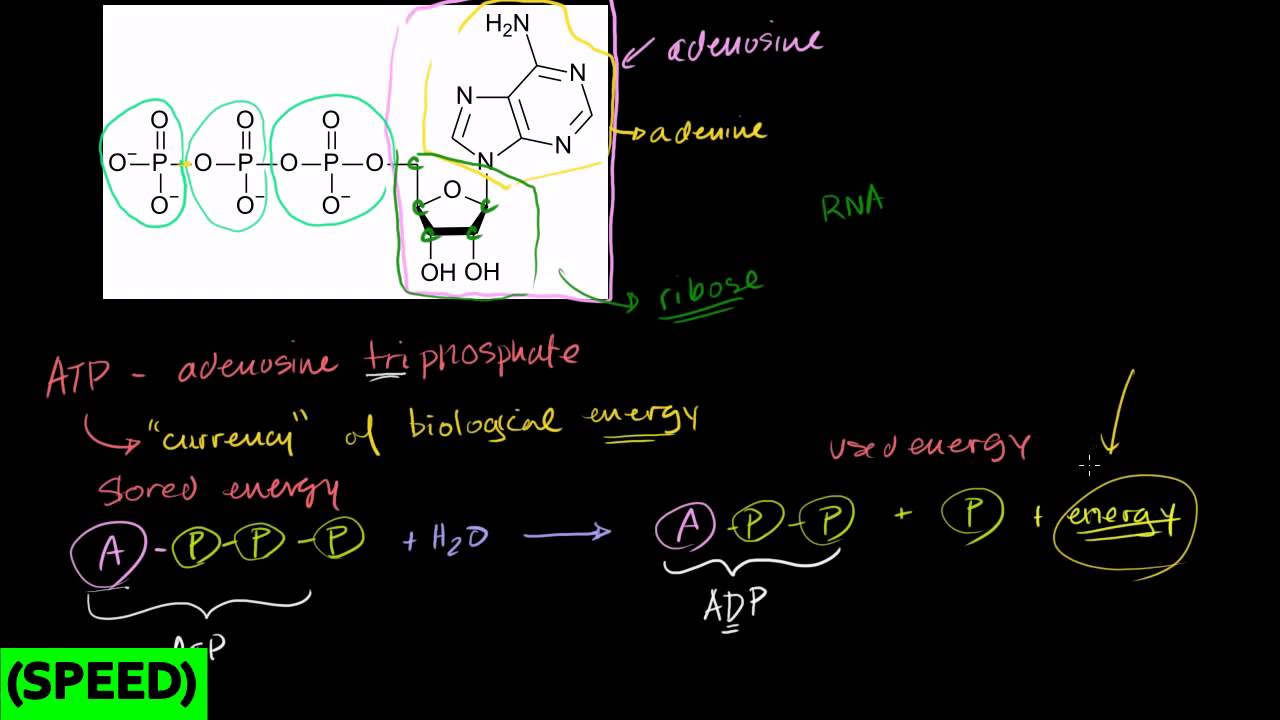 [SPEED] ATP- Adenosine Triphosphate - YouTube