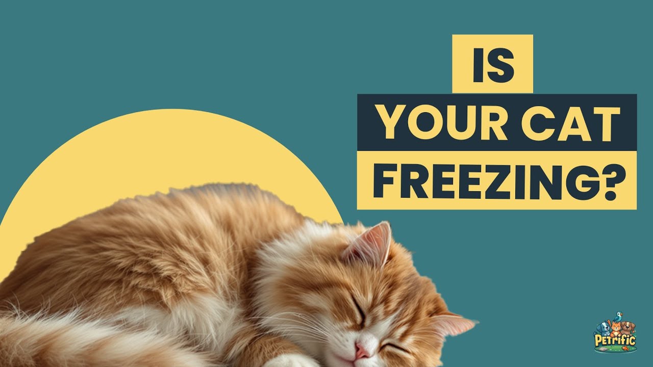 Is Your Cat Freezing? - YouTube