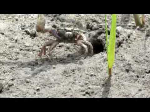 Sand Fiddler Crab Claw Waving Display Part 2 - YouTube