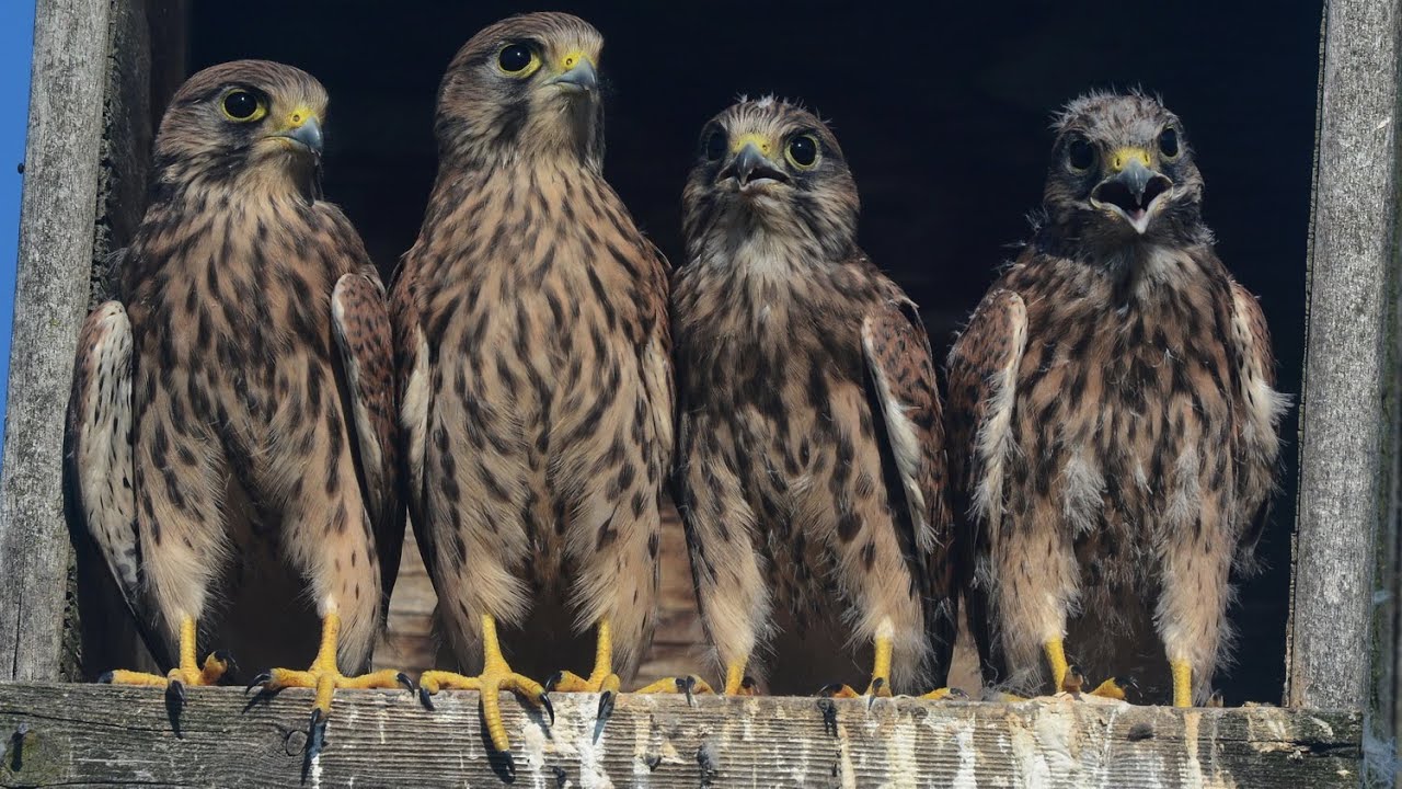 The Falcon Brothers - YouTube