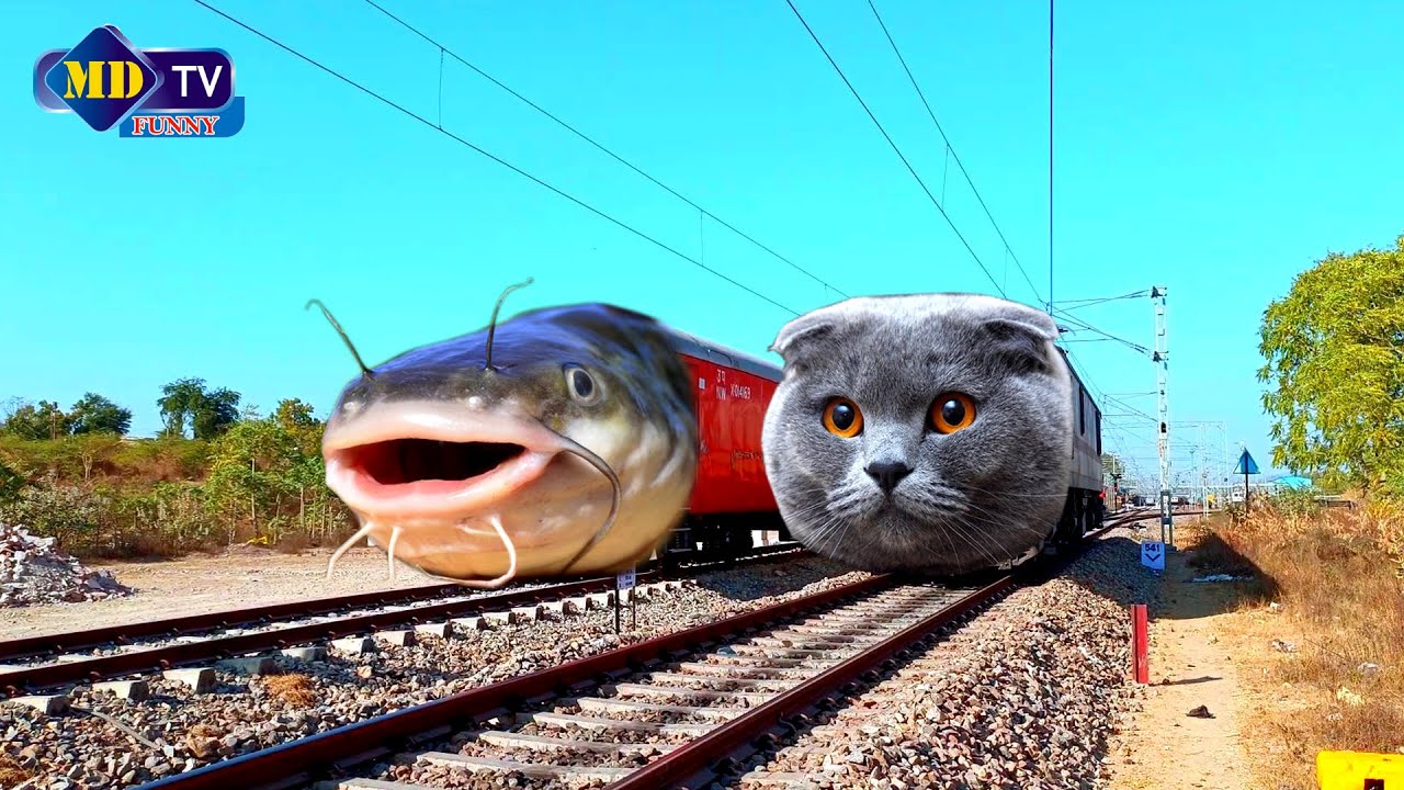 fish and cat train face video - funny train video - animal face funny ...