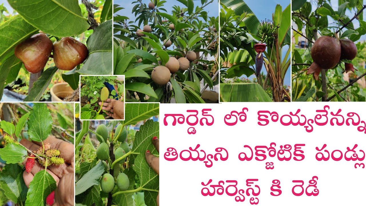 Special Exotic Fruit Harvest in garden|Surinam Cherry|Cheema chinta ...