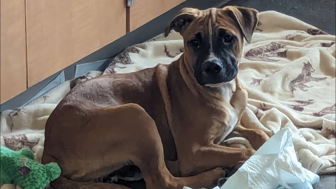 SCRAPS ANIMAL SHELTER ! Complete List of dogs as of 5/4/24 on video ...