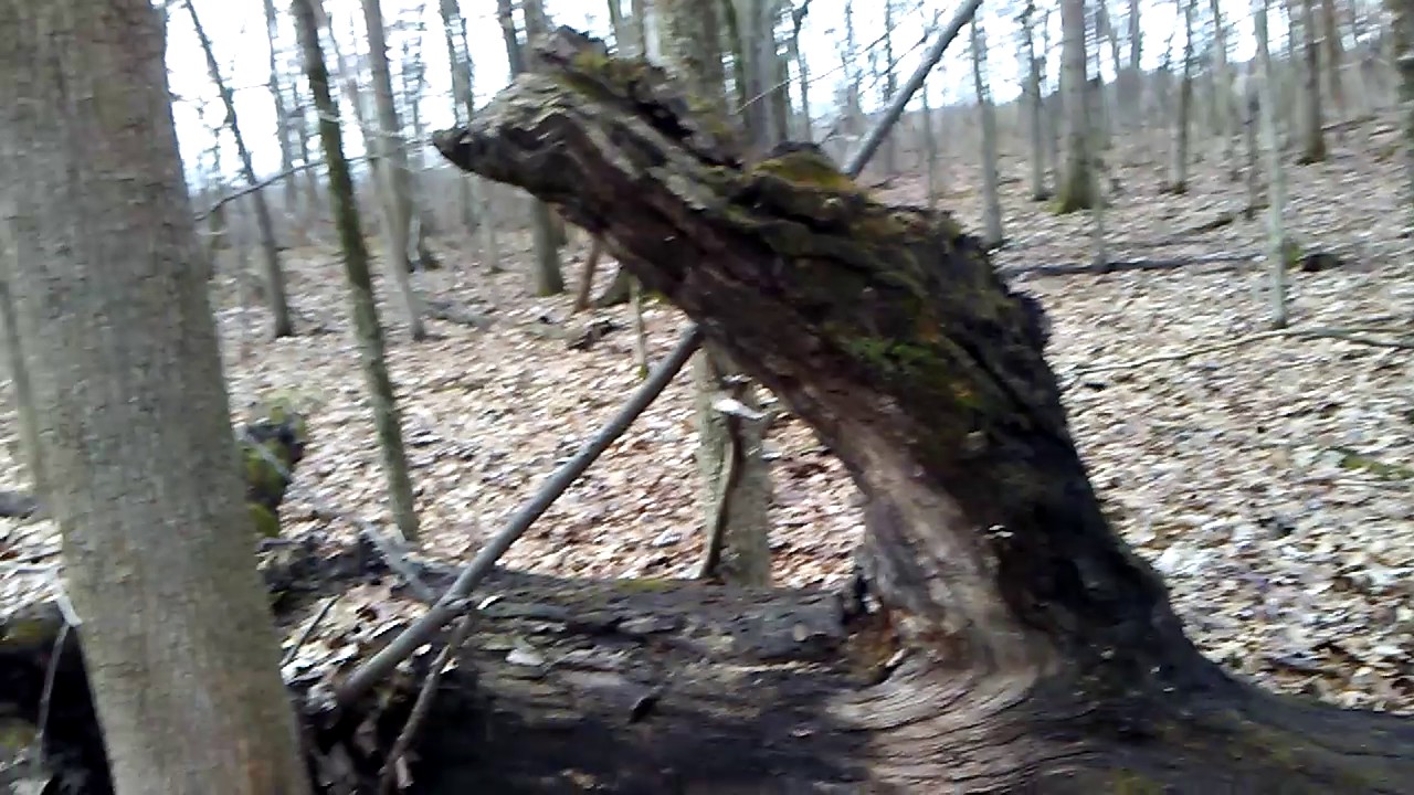 Bigfoot/ Sasquatch area .. intense vocals and return tree knock - YouTube