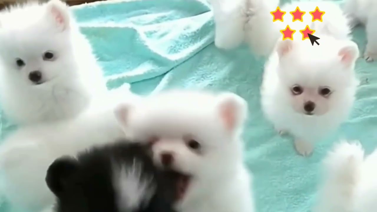 dog videos | dog sounds | animals sounds 7(1) - YouTube