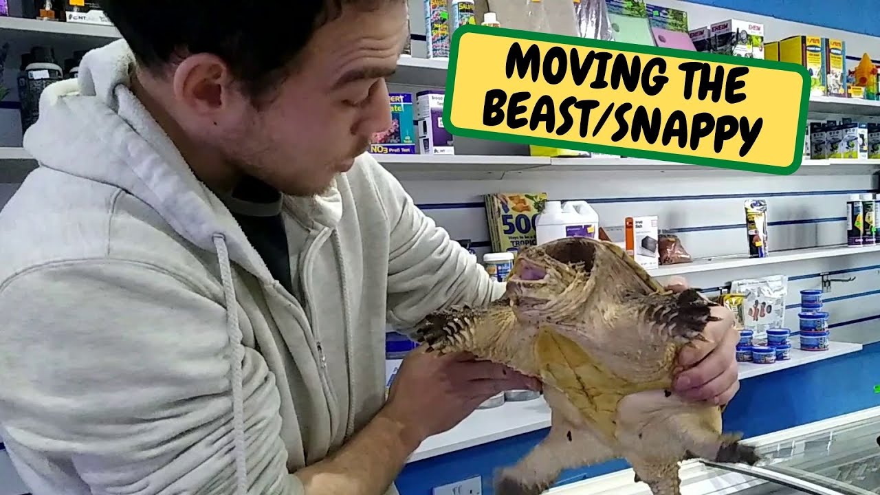 Moving The BEAST/ SNAPPY, Snappys Coming Home (Snake Island Exotics ...