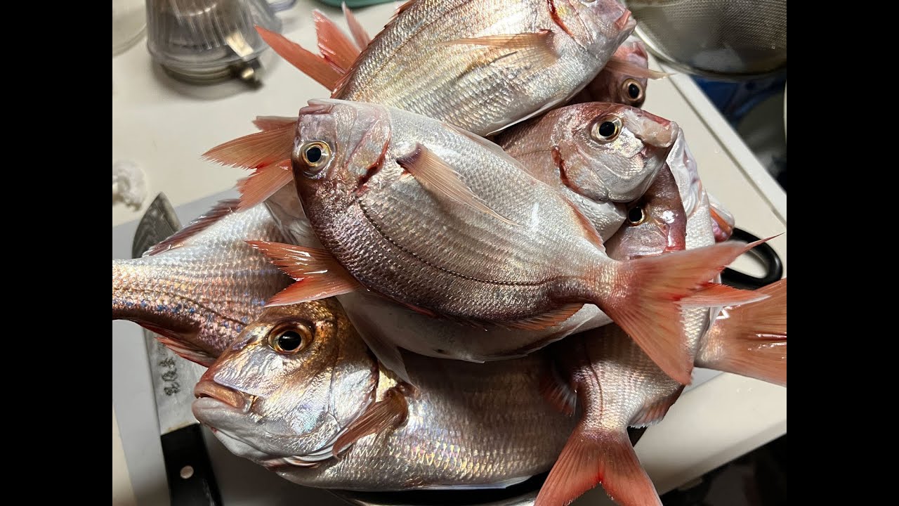 Sea Fishing in Japan, Catch a sea bream in the Pacific! I also caught a ...