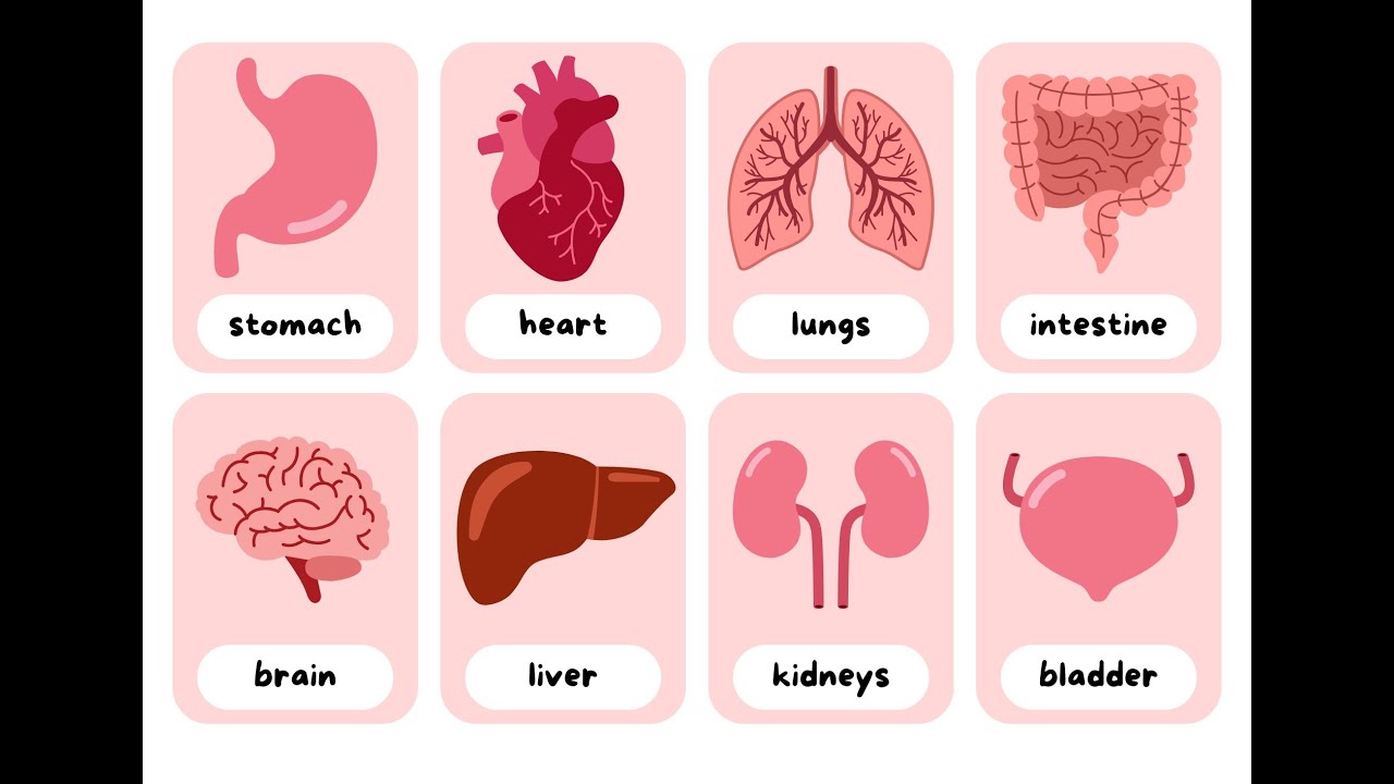 #Learn about the human organs #engeasytalkcorner #easyenglisheveryday ...