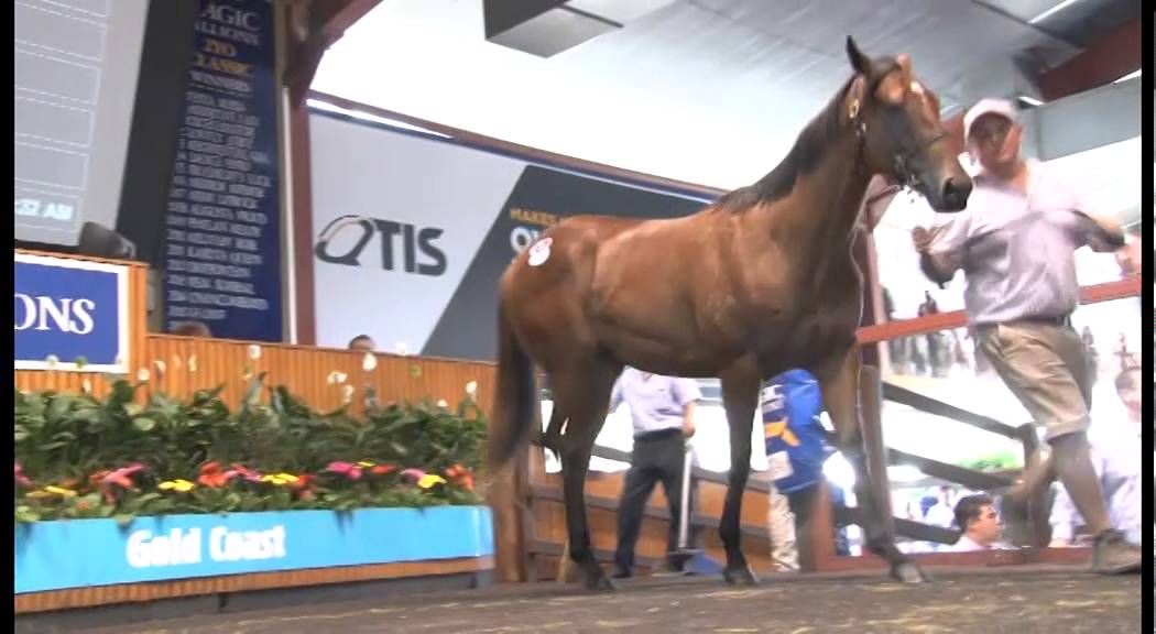 2016 Magic Millions Gold Coast Yearling Sale - Day 3 - YouTube