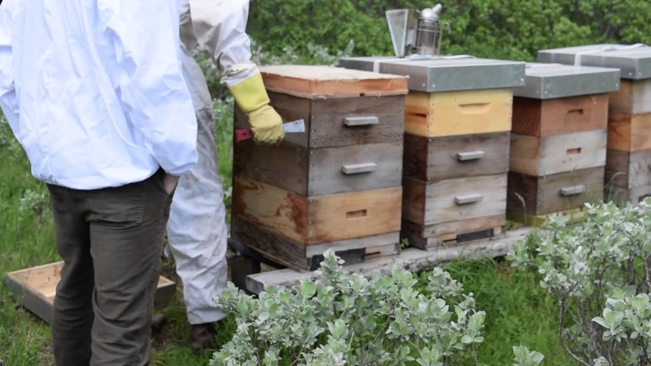 Bee-Ventures #4 - Honeybees in Iceland - YouTube