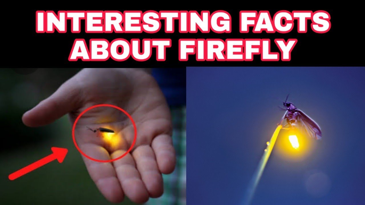 What is Firefly? | Interesting Facts About Firefly | THE ENTOMOLOGIST ...