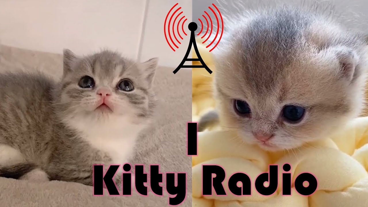 Cute Cat Meowing 💗📻: listen to Kitty Radio | I can't get enough of this ...