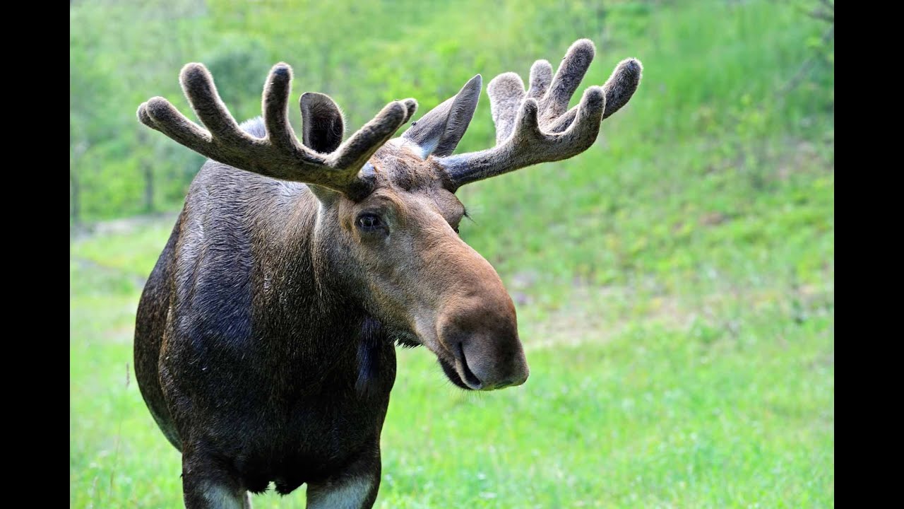 Moose - YouTube