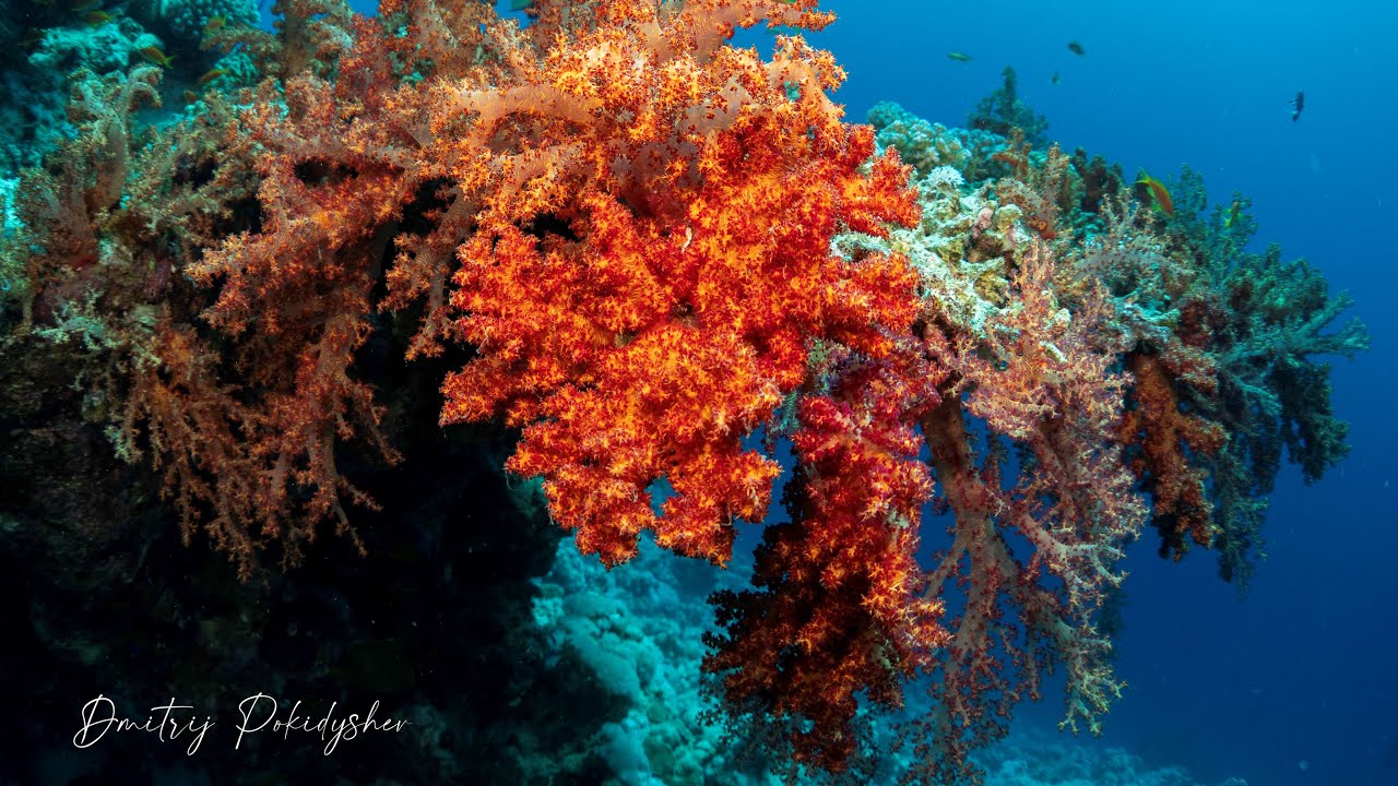 My Beautiful Red Corals - YouTube