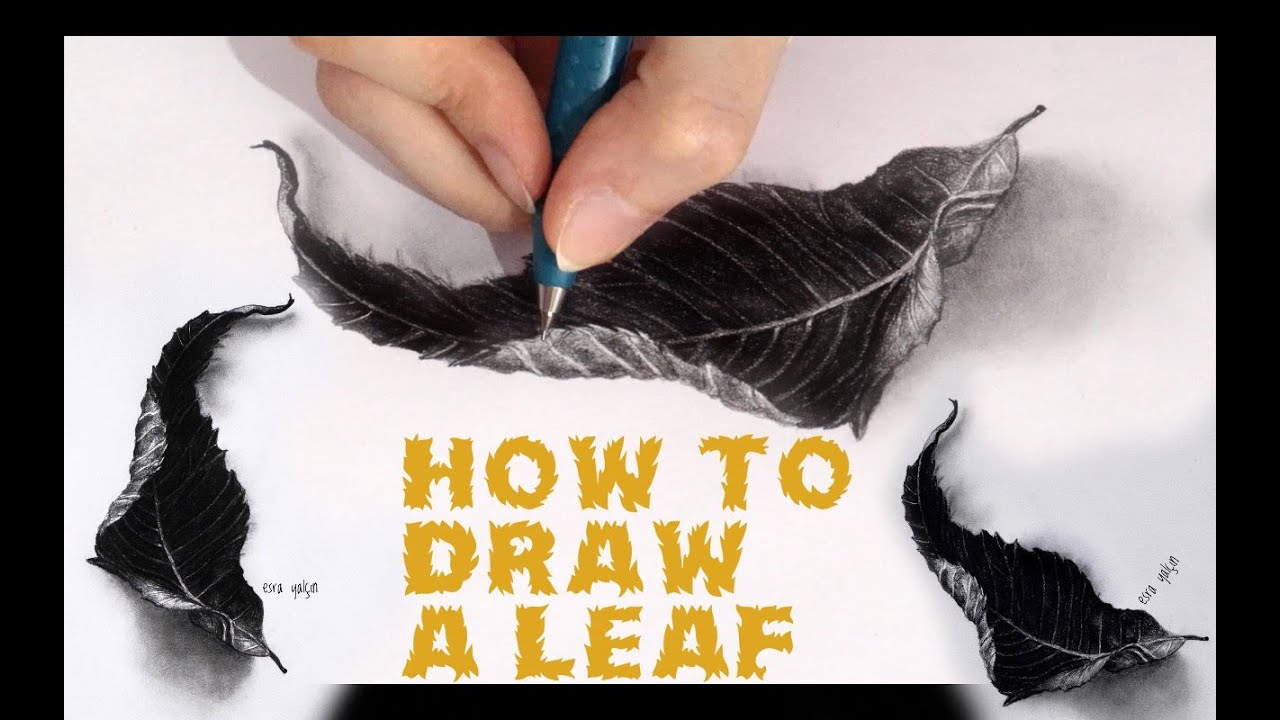 How to Draw and Shade a Leaf | Leaf Drawing Tutorial - YouTube