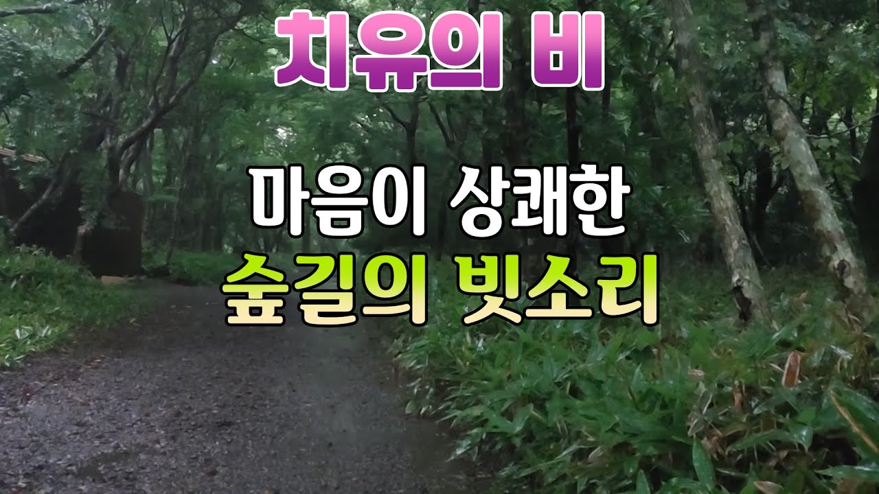 잠이 오지 않을 때 듣다가 잠이 드는 숲길 빗소리 불면증과 이명 치료를 위한 빗소리 백색소음 Youtube
