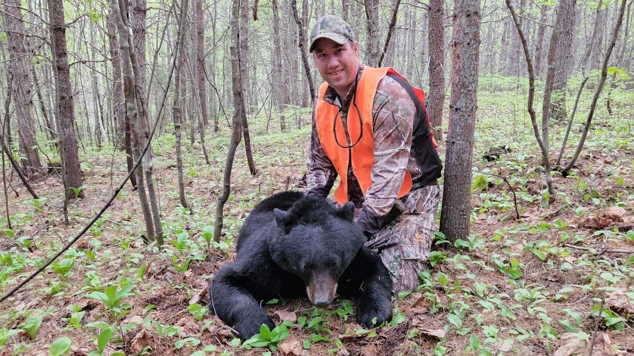 2022 Black Bear Hunt at Pourvoire du Nord- Northern Outfitters in ...