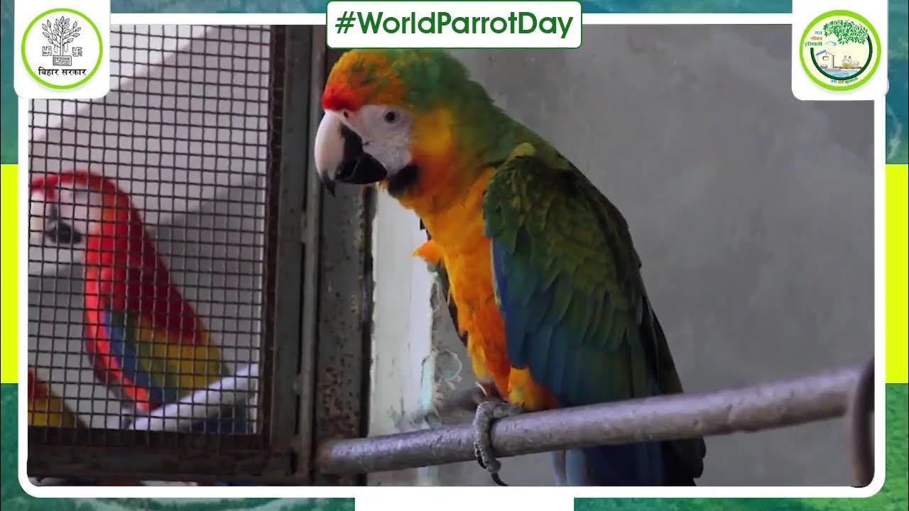 World Parrot Day - YouTube