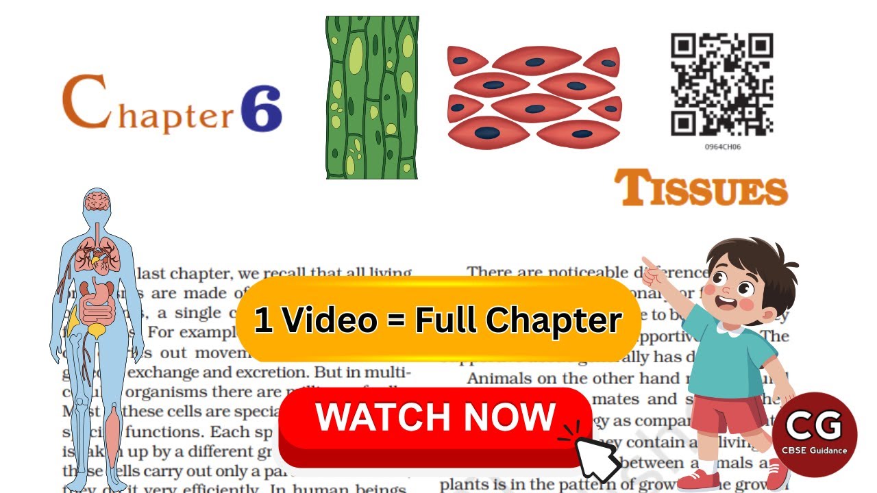 tissues-class-9-science-chapter-6-detailed-explanation-youtube