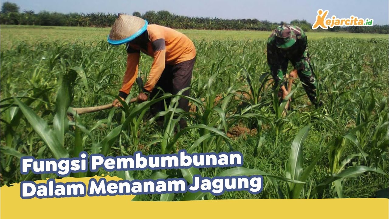 Fungsi Pembumbunan Dalam Menanam Jagung | Budi Daya Tanaman Sayuran ...