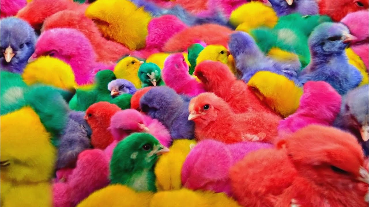 Tangkap Ayam Lucu,Ayam Warna Warni, Ayam Rainbow, Ayam Pelangi, Ayam ...