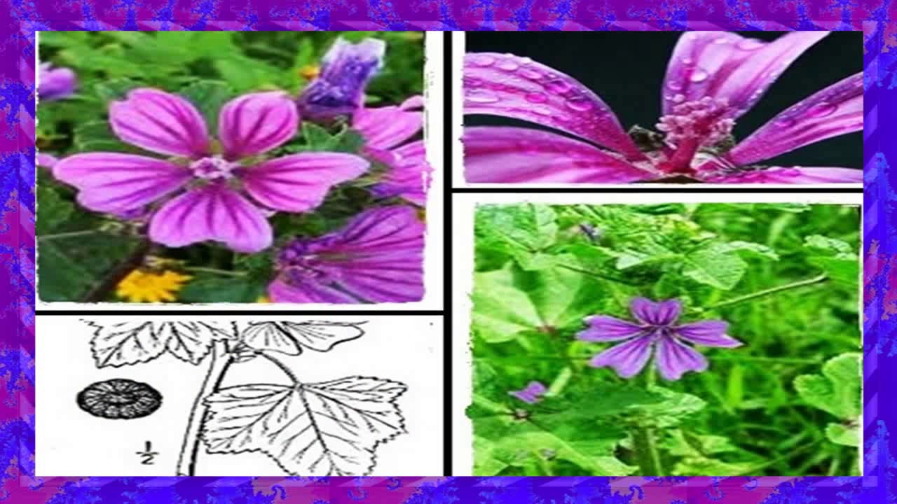 Para Que Sirve Y Como Utilizarlo La Suelda Consuelda - YouTube