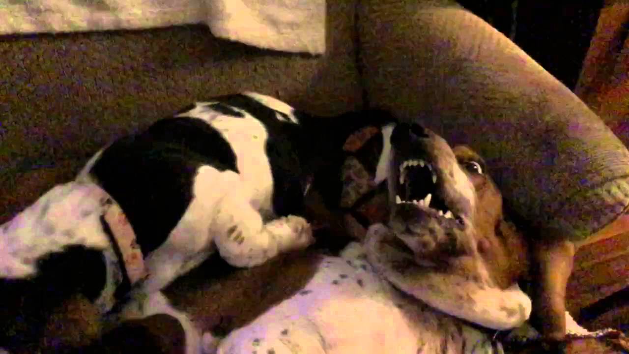 Manic hounds 1 - YouTube