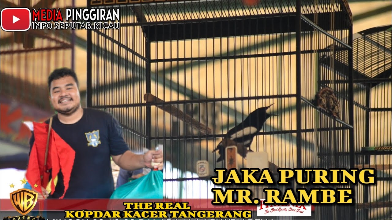 KACER JAKA PURING SEBELAHNYA BAGONG KERJANYA LEBIH EDAN 😱😱 - YouTube