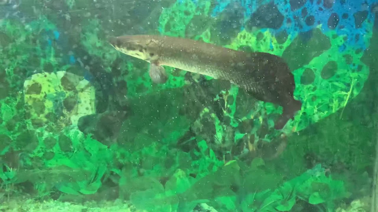 Pirarucu fish aquarium by CYRIL - YouTube