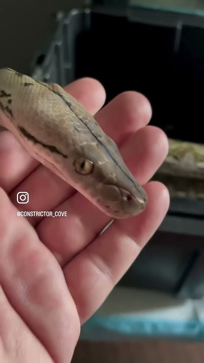 Super Dwarf Reticulated Python - YouTube