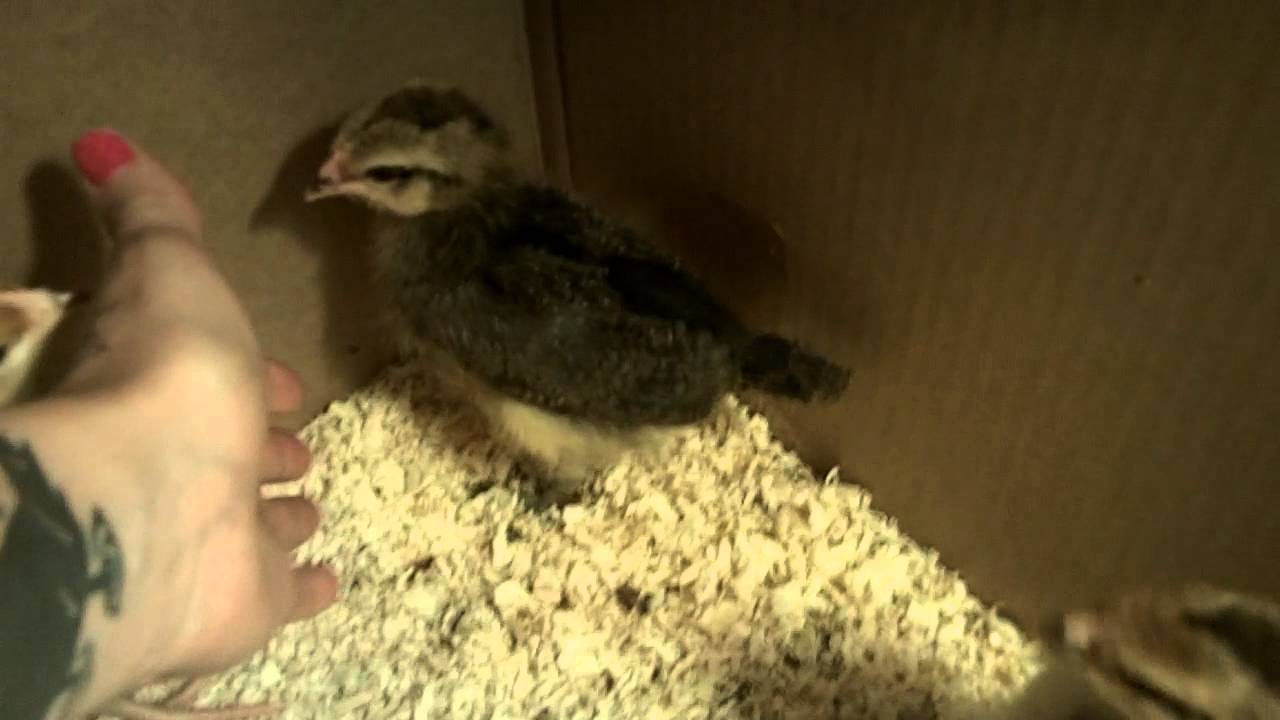 2 week old chicks. - YouTube