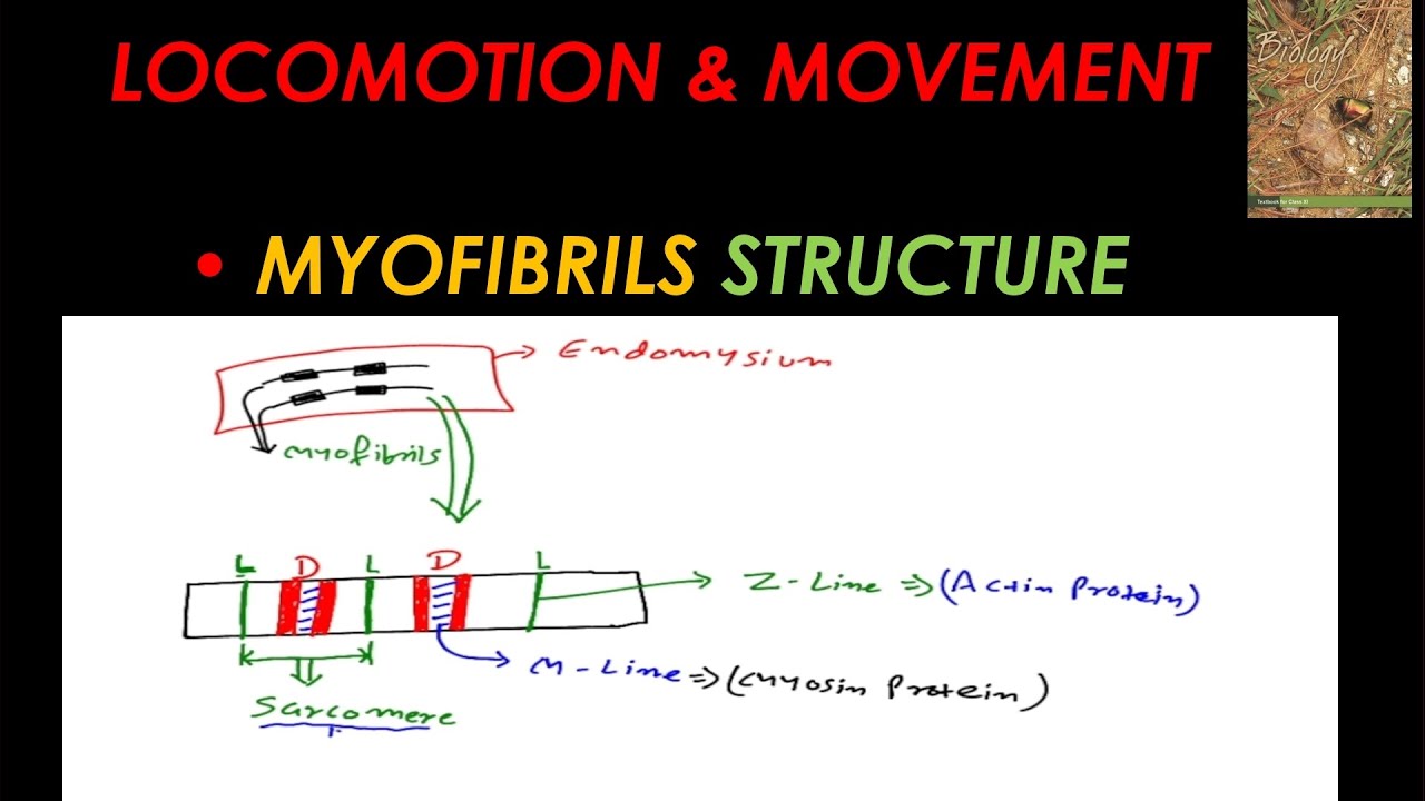 CLASS 11 I MYOFIBRILS STRUCTURE I LOCOMOTION AND MOVEMENT I ...
