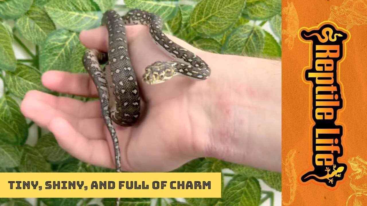 High Yellow Diamond Python Hatchlings | Reptile Life - YouTube