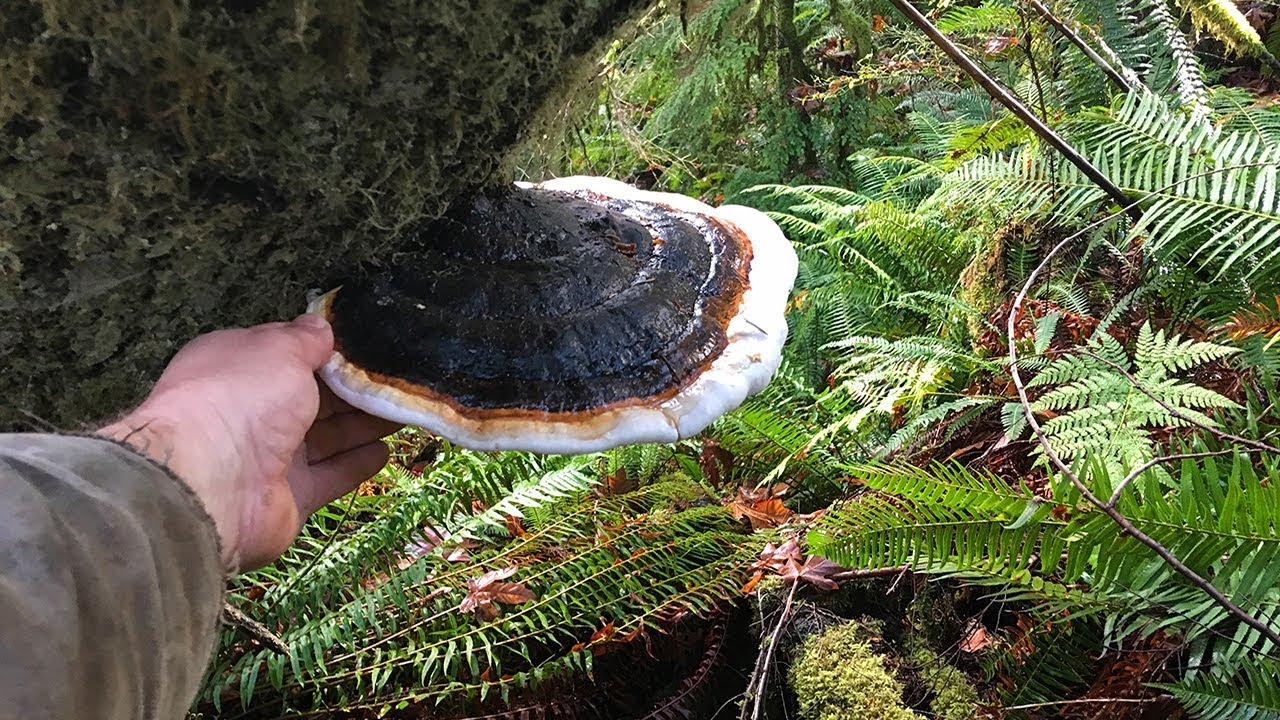 Reishi Mushroom And Red Belted Polypore Pacific Northwest - YouTube